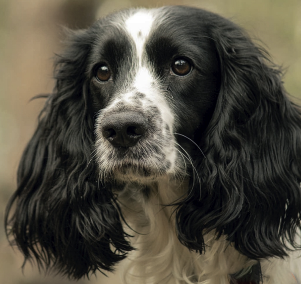 Valtakunnallinen rotujärjestö - Cockerspanielit ry